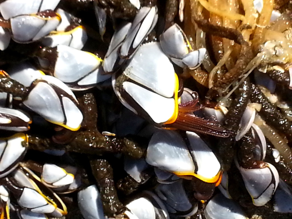mussels - Pacific Beach Coalition