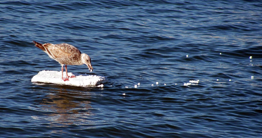 Styrofoam On Our Shores - Pacific Beach Coalition