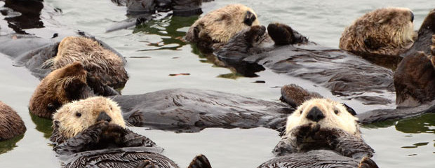 sea otters - Pacific Beach Coalition