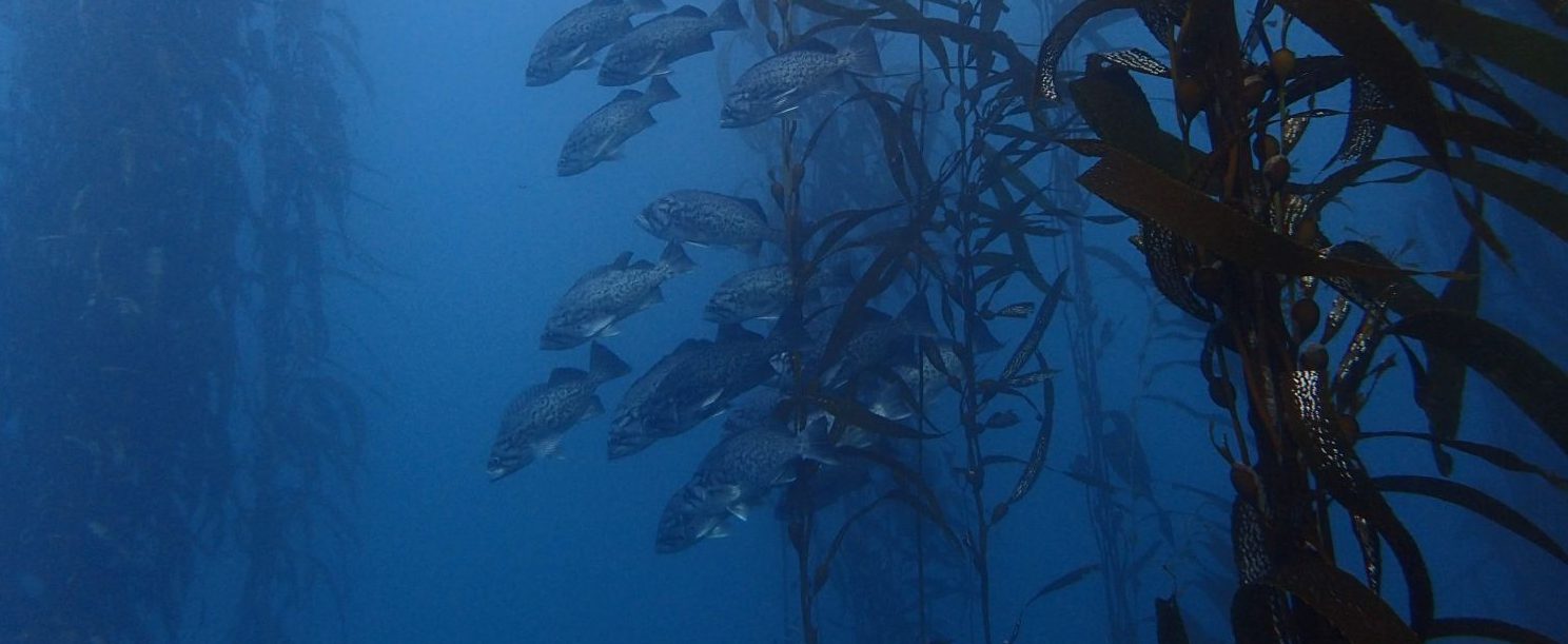 Kelp - Pacific Beach Coalition