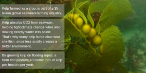 Kelp Fun Facts - Pacific Beach Coalition