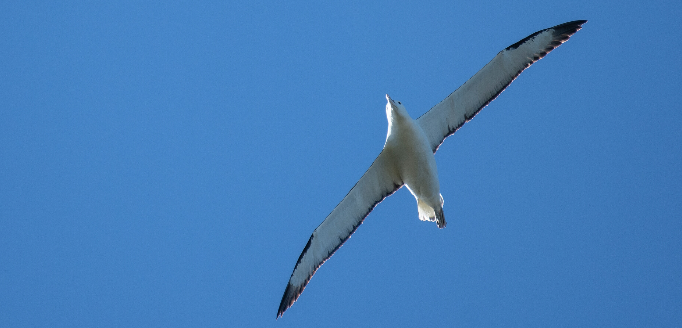 2020, Year of the Albatross - Pacific Beach Coalition