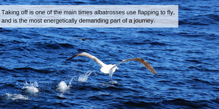 Albatross Fun Facts - Pacific Beach Coalition