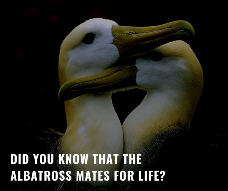 Albatross Fun Facts - Pacific Beach Coalition