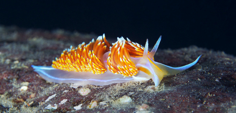 Nudibranchs Fun Facts - Pacific Beach Coalition