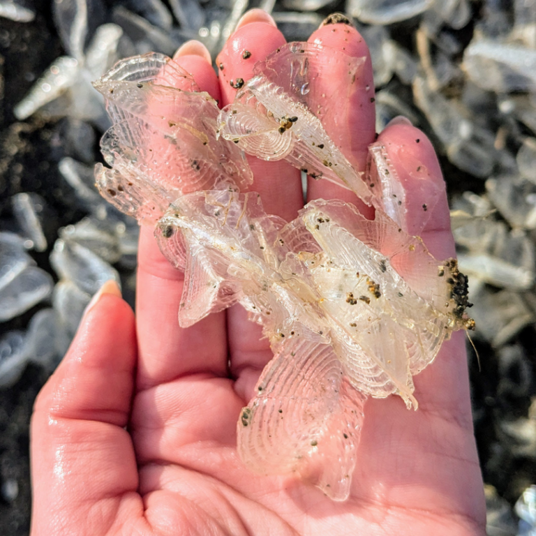 Five Facts About Velella Velella - Pacific Beach Coalition
