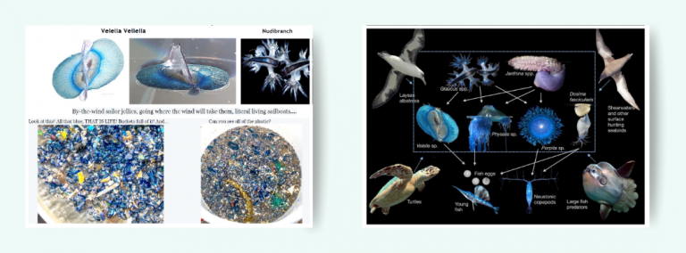 Five Facts About Velella Velella - Pacific Beach Coalition